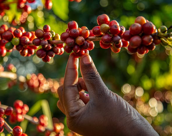 Café de Chimanimani surpreende ciência com aromas de excelência ...